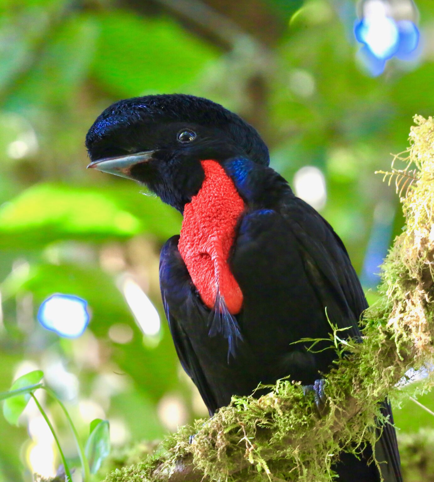 Home - Umbrella Bird Action Network