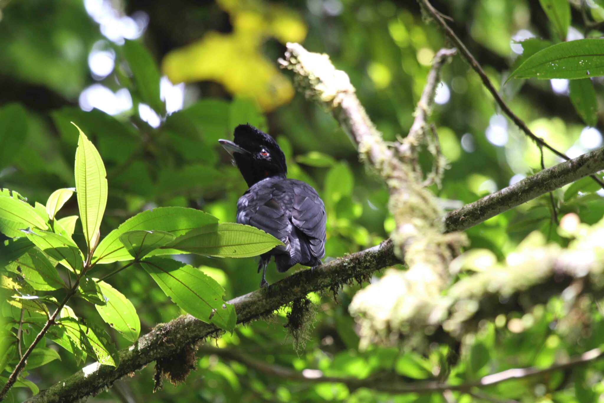 Home - Umbrella Bird Action Network
