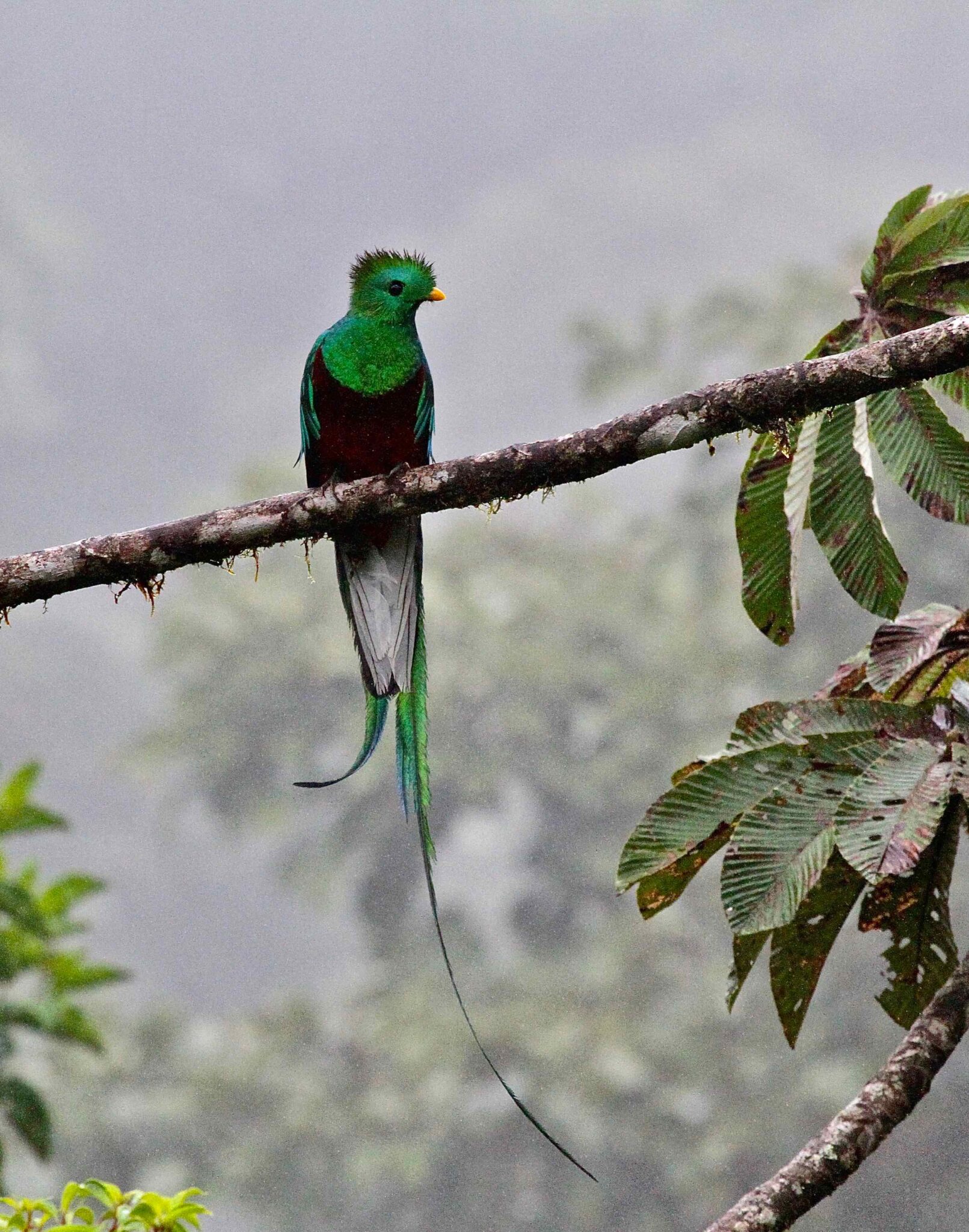 Bare-necked Umbrellabird Conservation in Costa Rica | UCAN